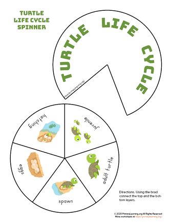 Turtle Life Cycle Spinner | PrimaryLearning.Org - Worksheets Library