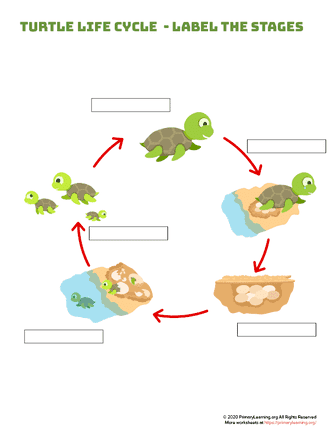 Turtle Life Cycle Spinner | PrimaryLearning.Org - Worksheets Library