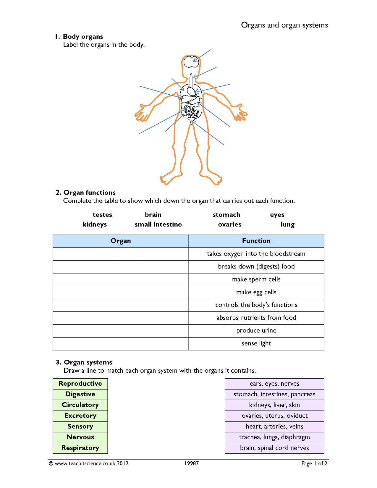 Organs And Organ Systems Worksheets Library Organs And Organ Systems Worksheets Library