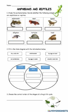 5º. Mammals, Birds, Reptiles , Amphibians and Fish. Interactive ...