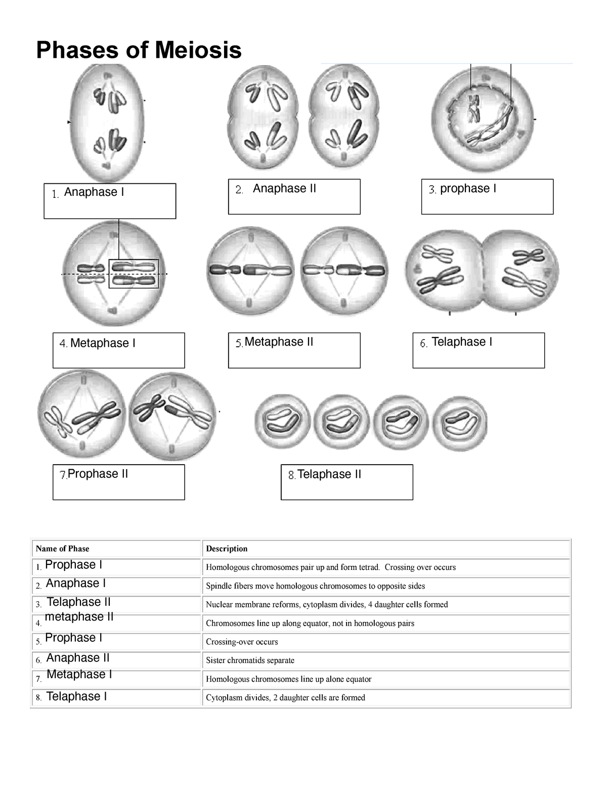 Malicah Cain Meiosis I Worksheet pdf Meiosis Worksheet Answer