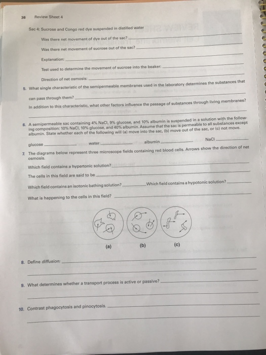 Solved EXERCISE 4 REVIEW SHEET Cell Membrane Transport | Chegg.com ...