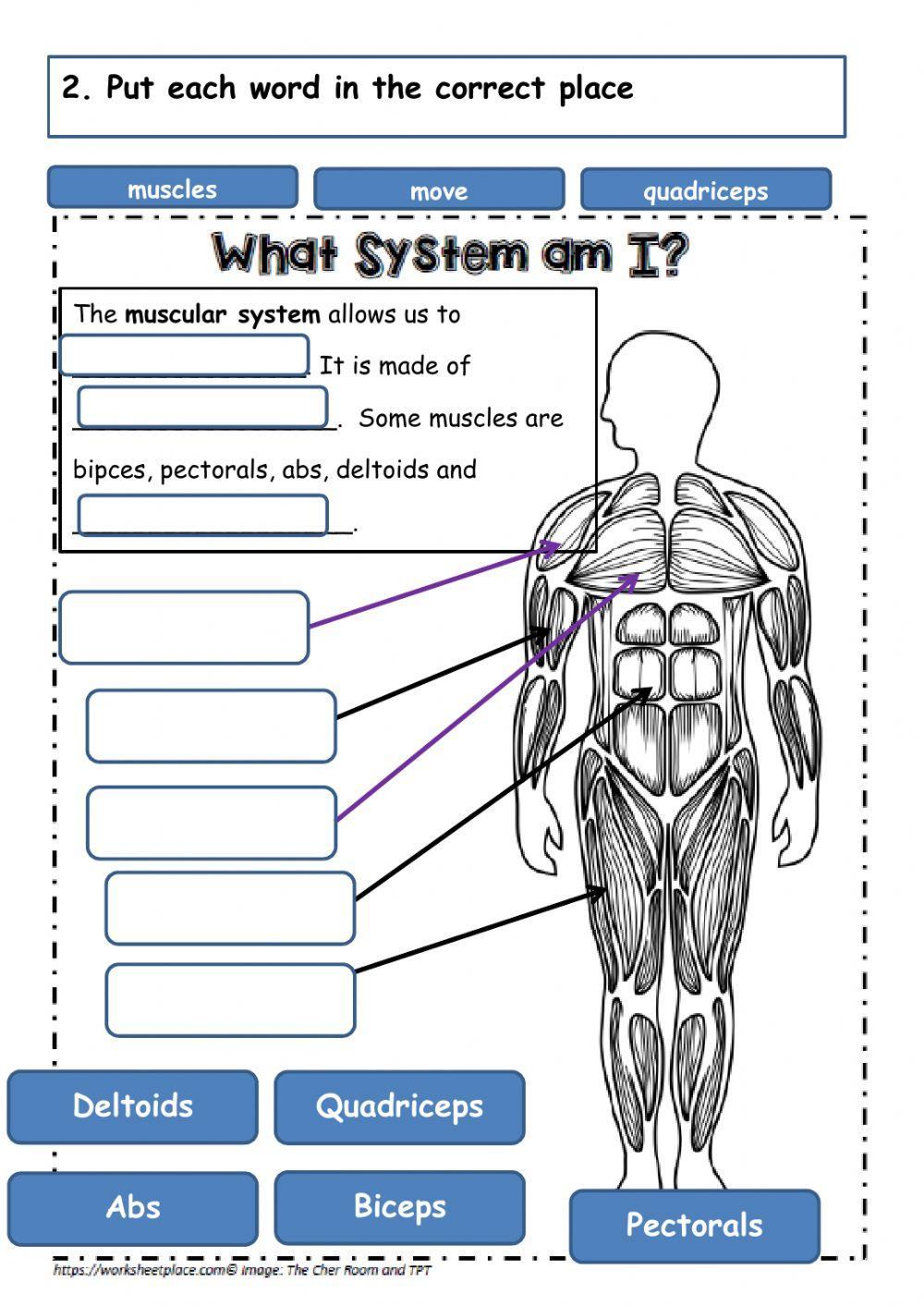 Muscular System Worksheets For Elementary Students Worksheets Library Muscular System Worksheets For Elementary Students Worksheets Library