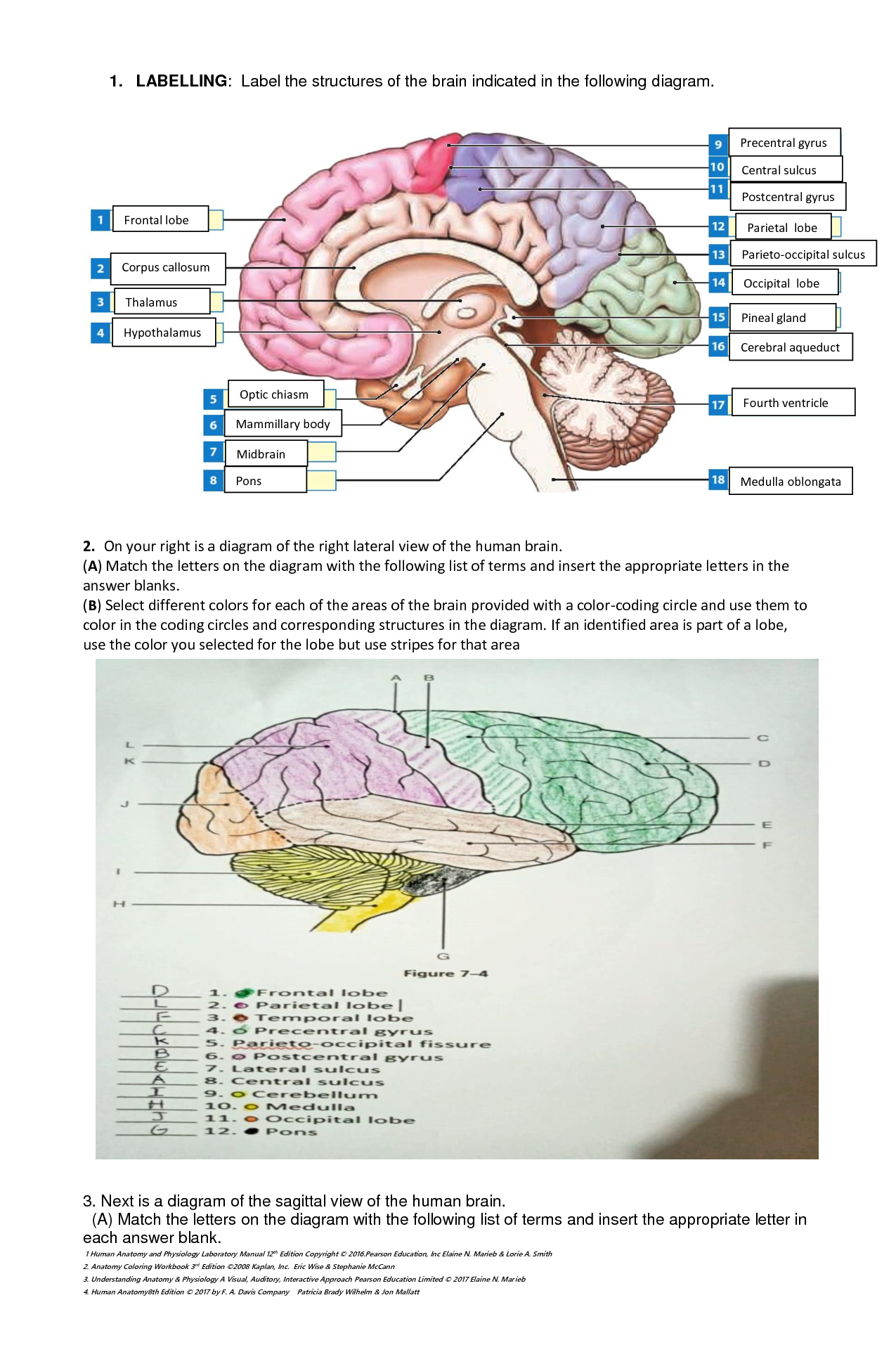 Nervous System Worksheet High School Lovely Nervous System Nervous System Worksheet High School Lovely Nervous System