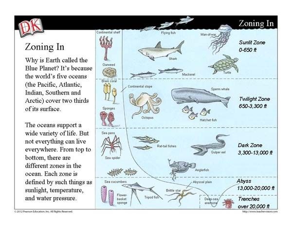Ocean Life Zones Worksheet # 17 Worksheet | Ocean zones, Ocean ...