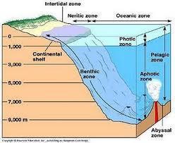 Ocean Life Zones | 78 plays | Quizizz - Worksheets Library