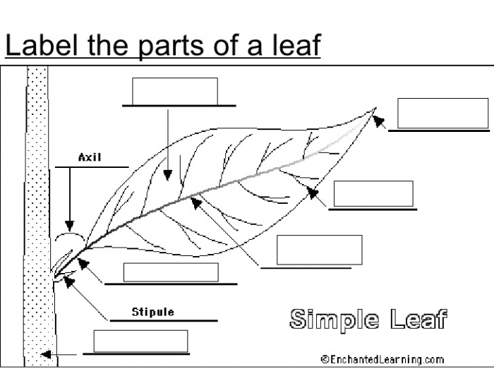 STEM Worksheets Library
