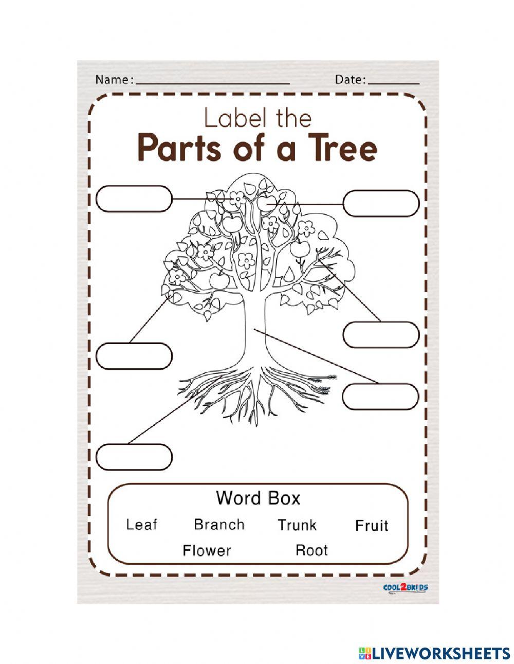 The Parts Of A Tree Labelling Worksheet teacher Made Worksheets Library