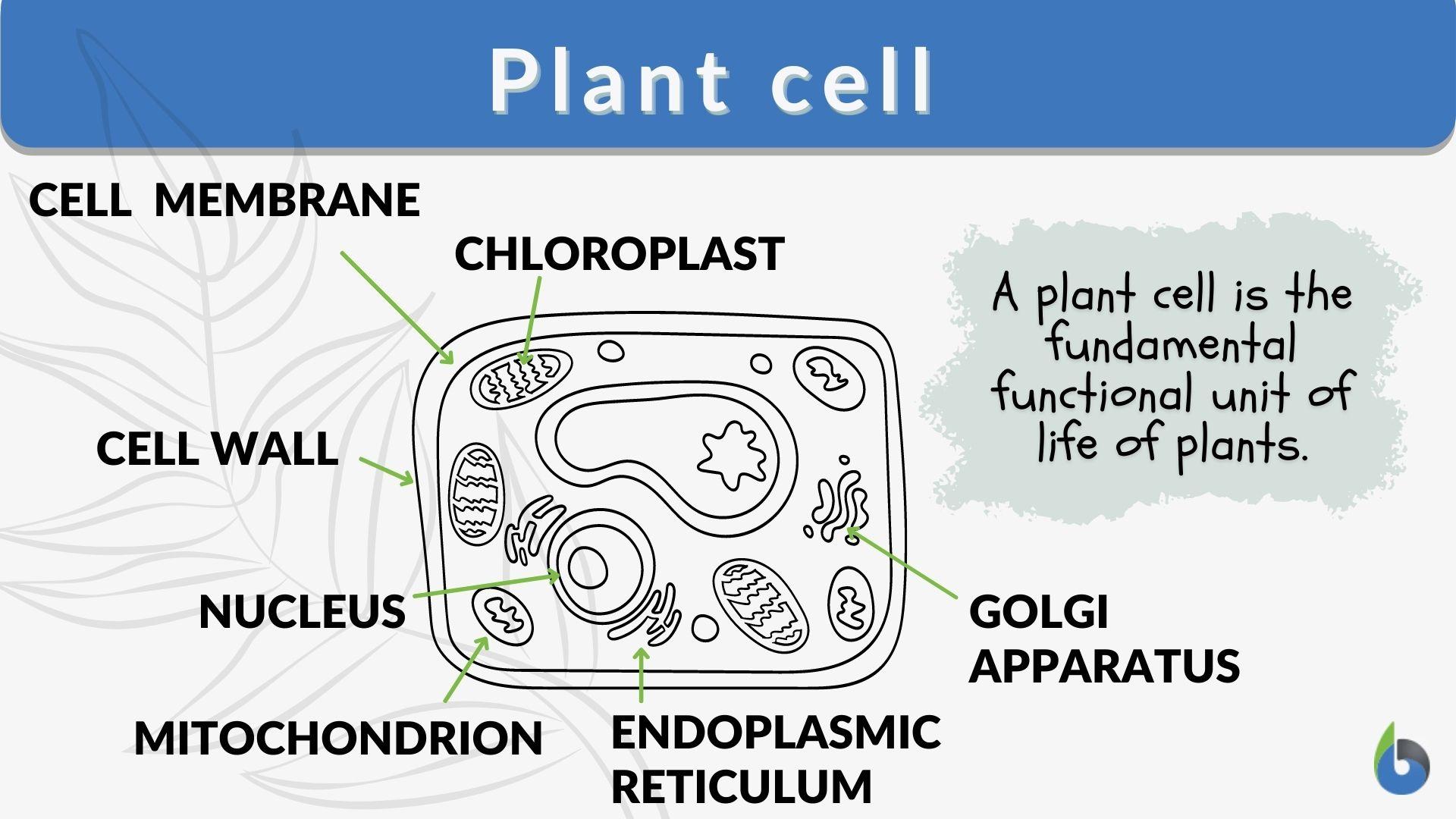 Plant cell - Definition and Examples - Biology Online Dictionary - Worksheets Library