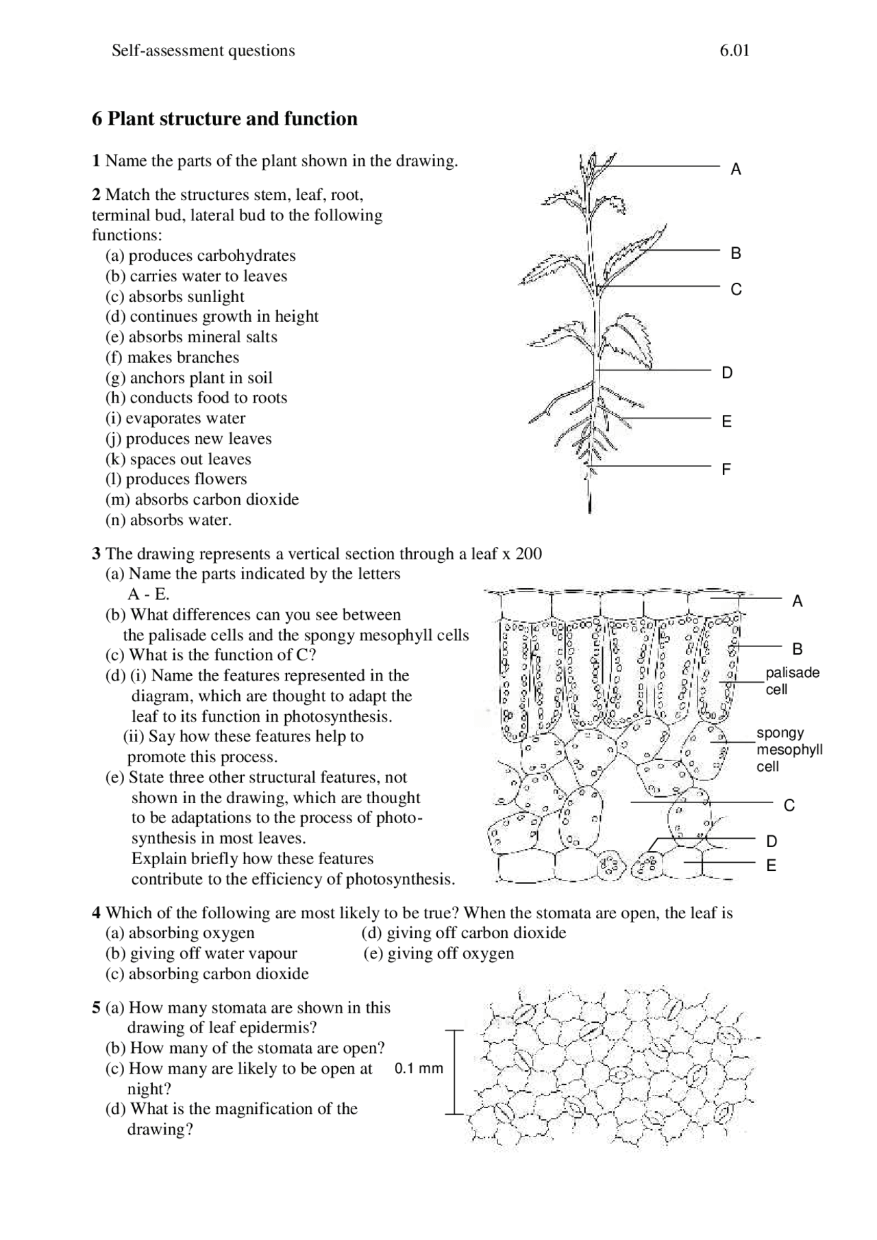 Plant Structure And Function Crossword Puzzle Answer Key at Hector ...