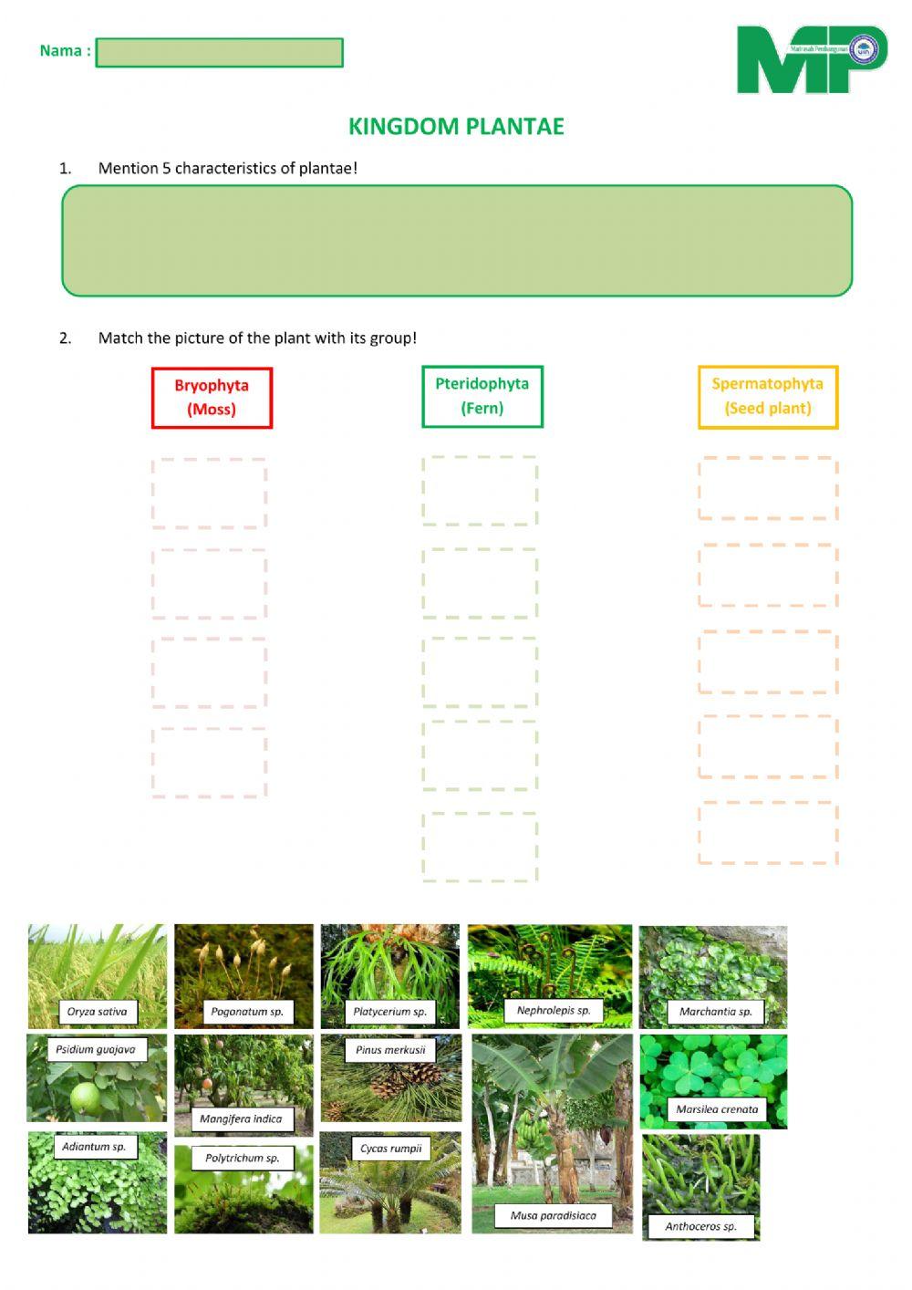 The plant kingdom - ESL worksheet by nani26 - Worksheets Library