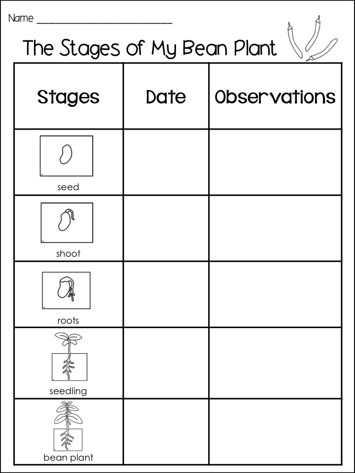 Measuring Plants Worksheet and Growth Pack | Twinkl Resource ...