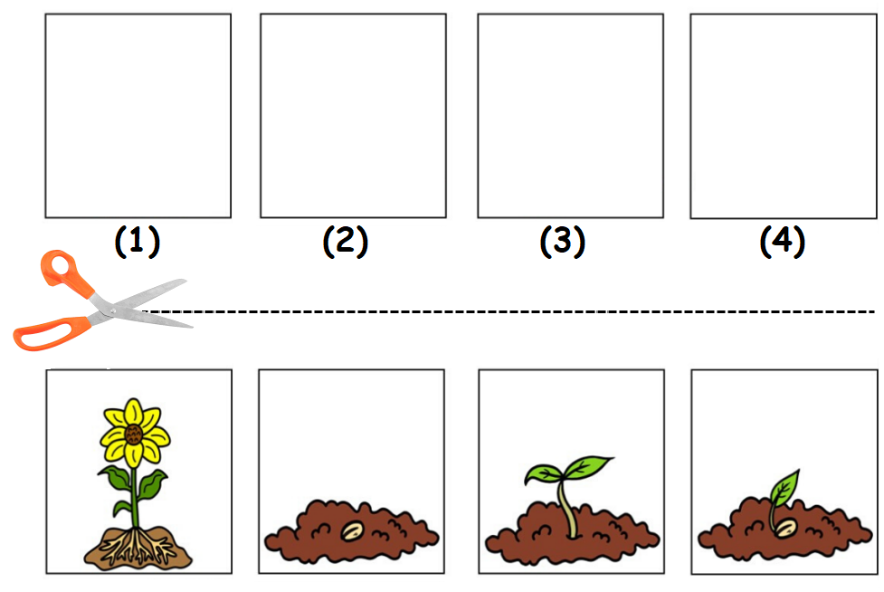 Plant Sequencing Cards (teacher made) - Twinkl - Worksheets Library
