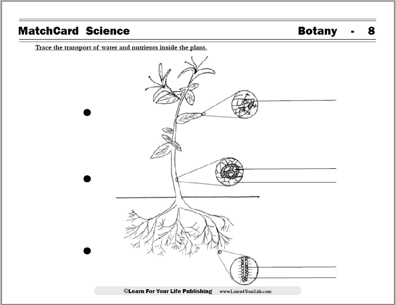 Transpiration Worksheet Live Worksheets Worksheets Library Transpiration Worksheet Live Worksheets Worksheets Library