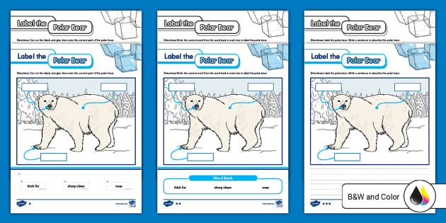 Polar Bear Life Cycle Activity Set: Preschool/ Kindergarten | Bear ...