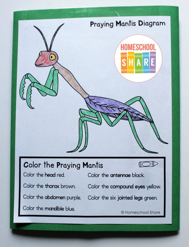 Praying Mantis Lapbook - Homeschool Share - Worksheets Library