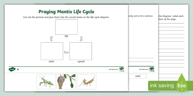 Free praying mantis worksheet, Download Free praying mantis worksheet ...