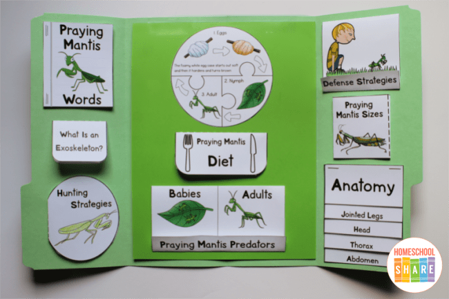 Praying Mantis Lapbook - Homeschool Share - Worksheets Library