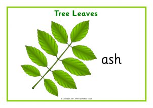 Free printable leaves sparklebox, Download Free printable leaves sparklebox png images, Free ...