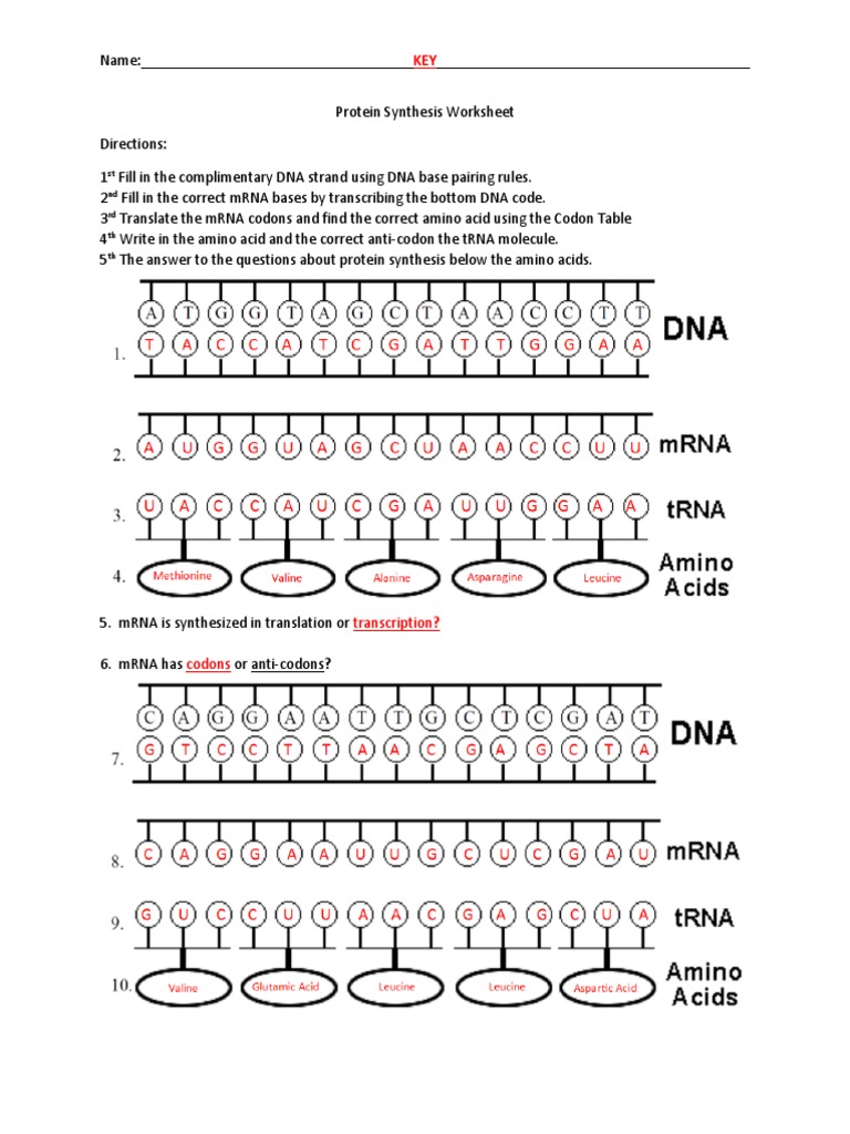 Protein synthesis worksheet — Steemit - Worksheets Library
