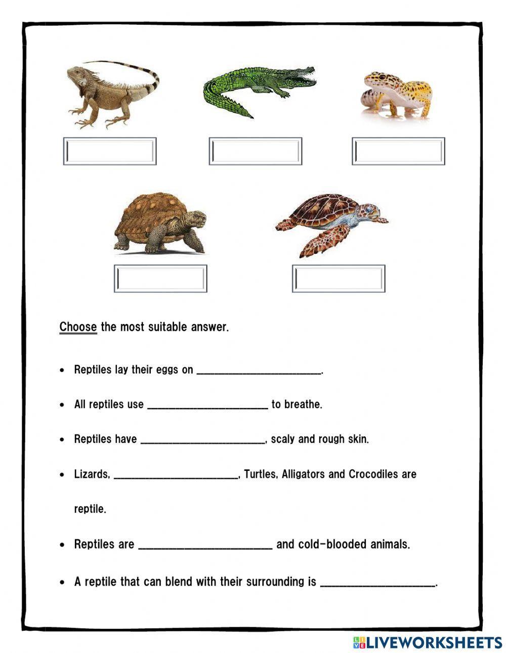 Amphibians Vs Reptiles Worksheet For 3rd Grade: Free, 60% OFF - Worksheets Library