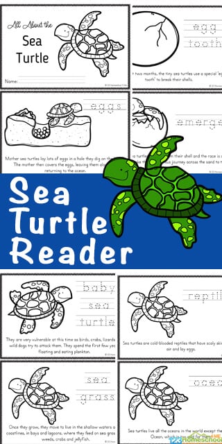 ? FREE Life Cycle of a Sea Turtle for Kids Printable Reader - Worksheets Library