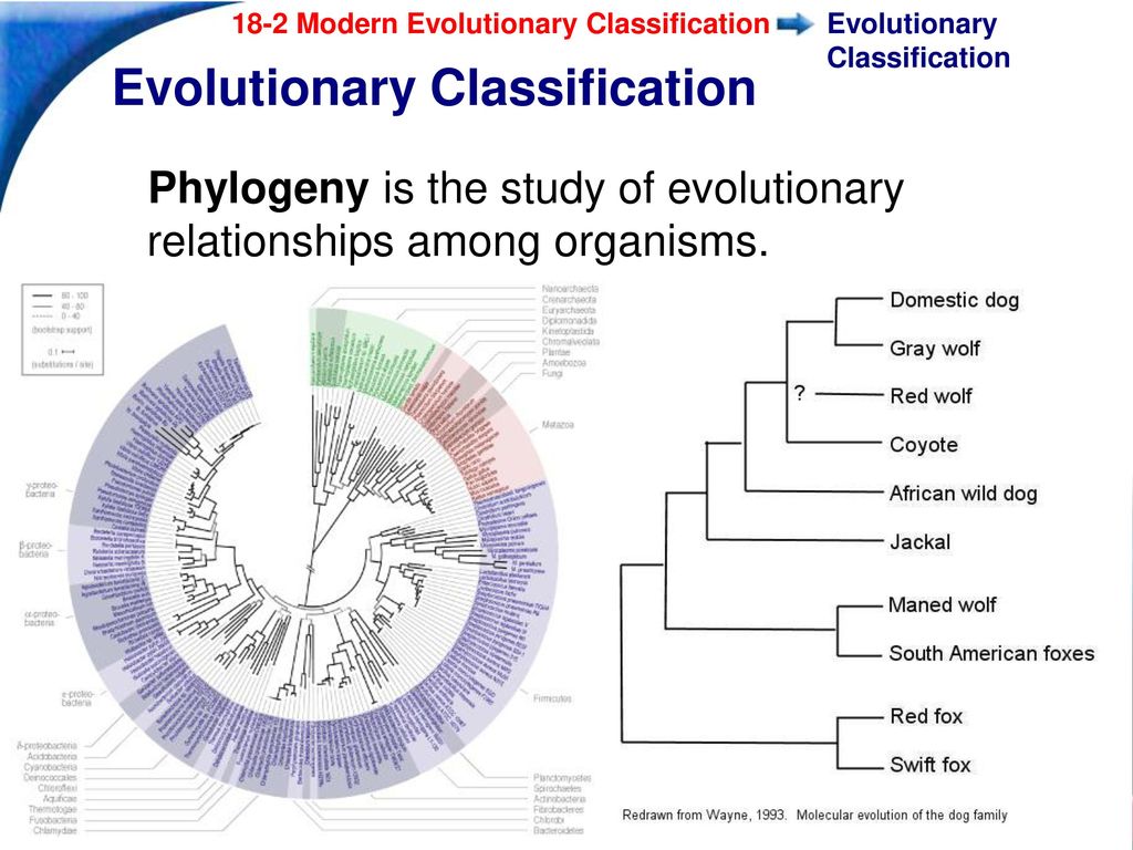 Copyright Pearson Prentice Hall Ppt Download Worksheets Library