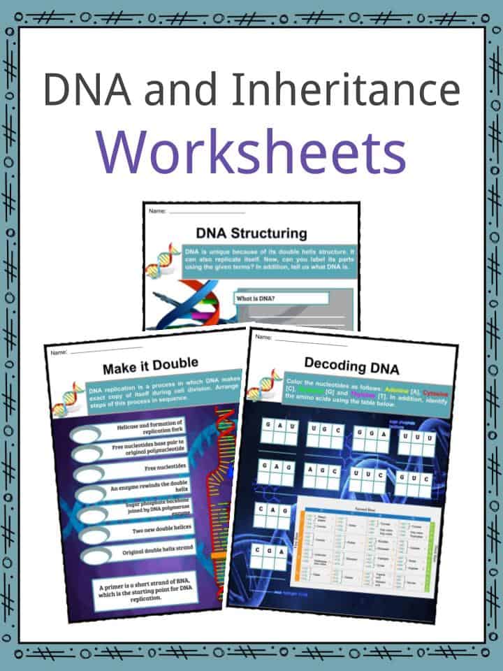 DNA and Inheritance Worksheets & Facts for Kids | How it works ...