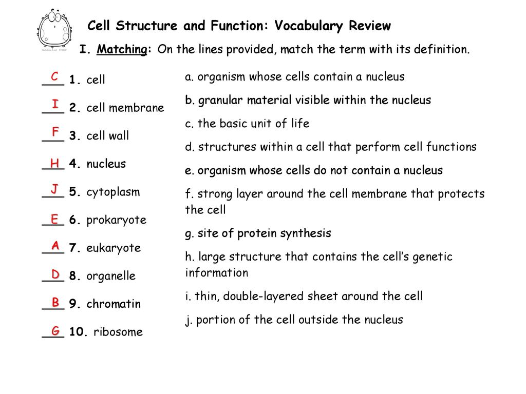 Chapter 7 Cell Structure And Function Vocabulary Review Worksheet Answer Key