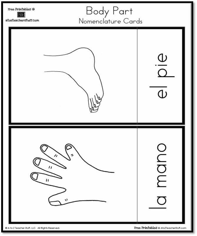 Body Part Nomenclature Cards – English and Spanish | A to Z ...