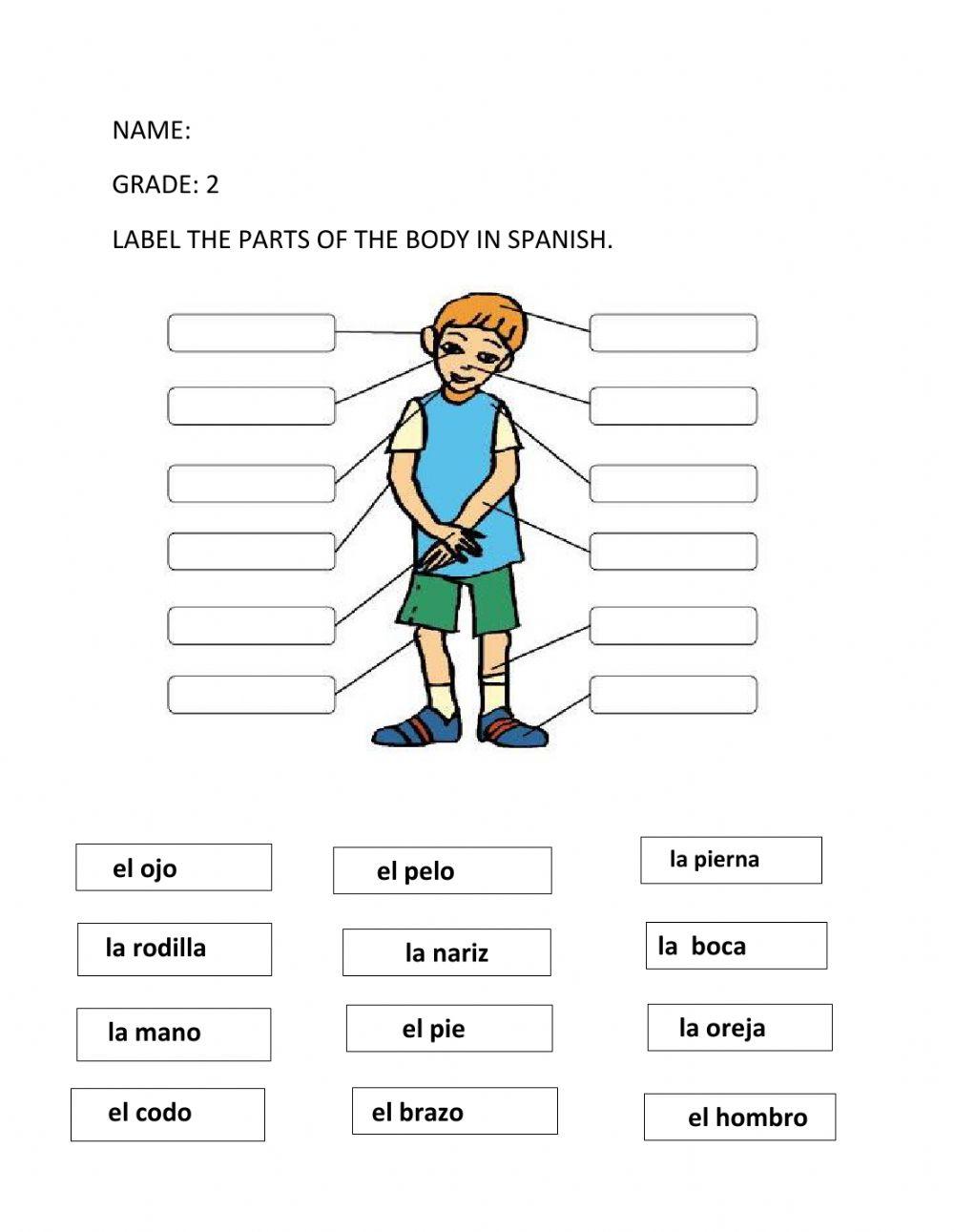 Spanish Body Parts Information Sheet Worksheet And Answer Key Spanish Body Parts Information Sheet Worksheet And Answer Key