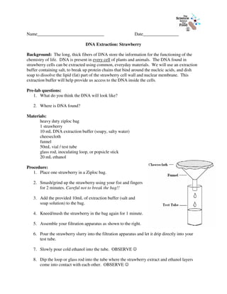 Dna lab strawberry from msmartin | PDF - Worksheets Library