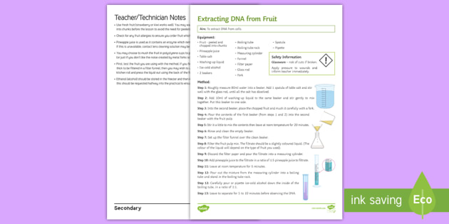 Extracting DNA from Fruit Investigation Instruction Sheet - Worksheets ...