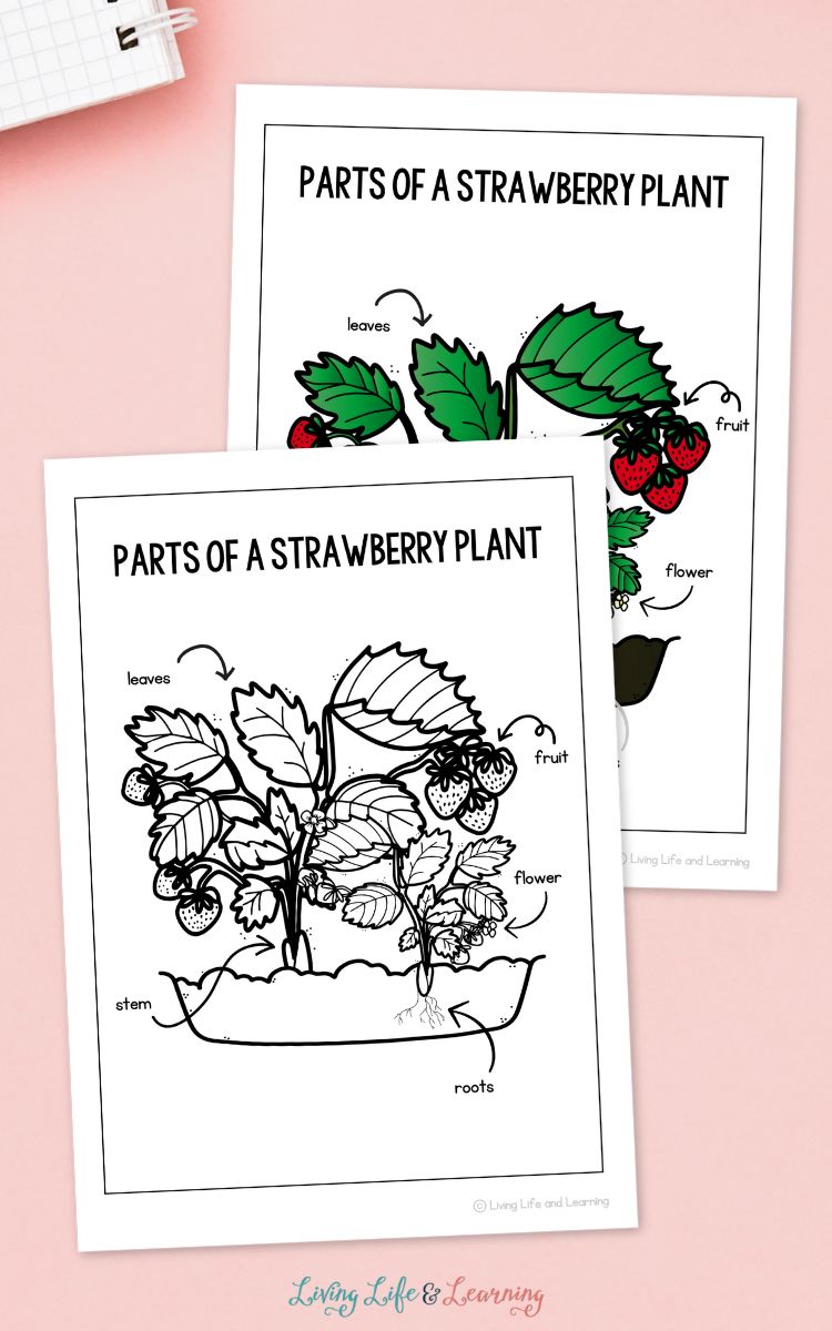 Free Strawberry Plant Worksheet Download Free Strawberry Plant Free Strawberry Plant Worksheet Download Free Strawberry Plant