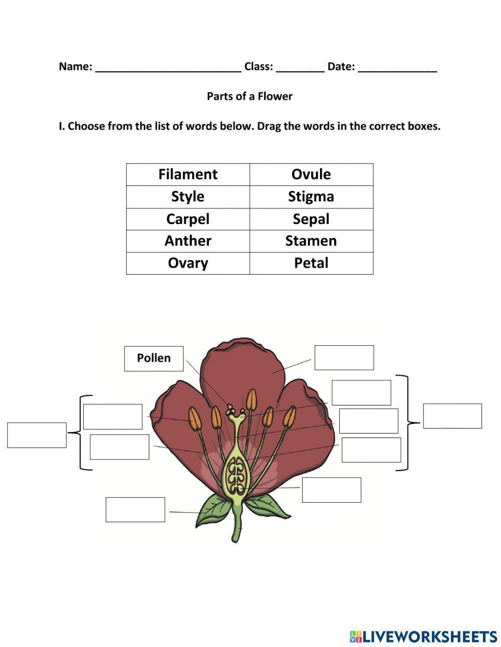 Parts of a Flower Worksheet worksheet | Live Worksheets - Worksheets ...