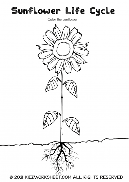 Sunflower Life Cycle | Online study material - Worksheets Library