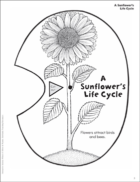 Free Printable Sunflower Life Cycle - Sunflower Lesson For Kids ...