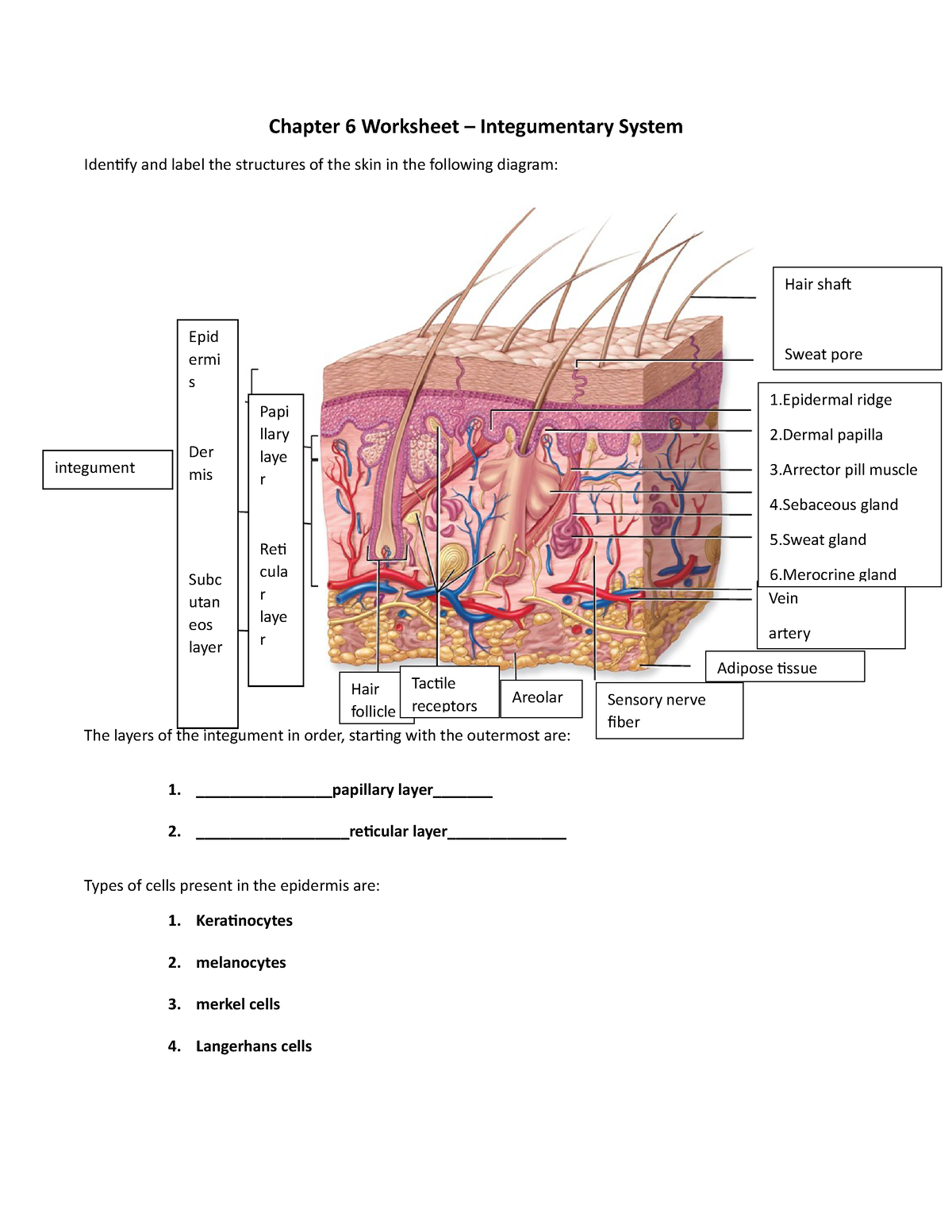 Chapter 6 Worksheet Integumentary System Notes Chapter 6