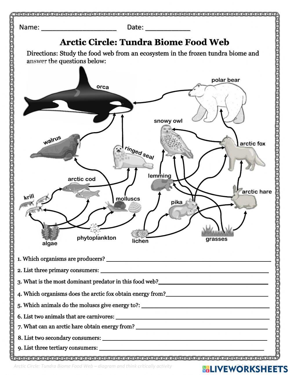 Arctic Circle: Tundra Biome Food Web | Stewart2011 | - Worksheets Library
