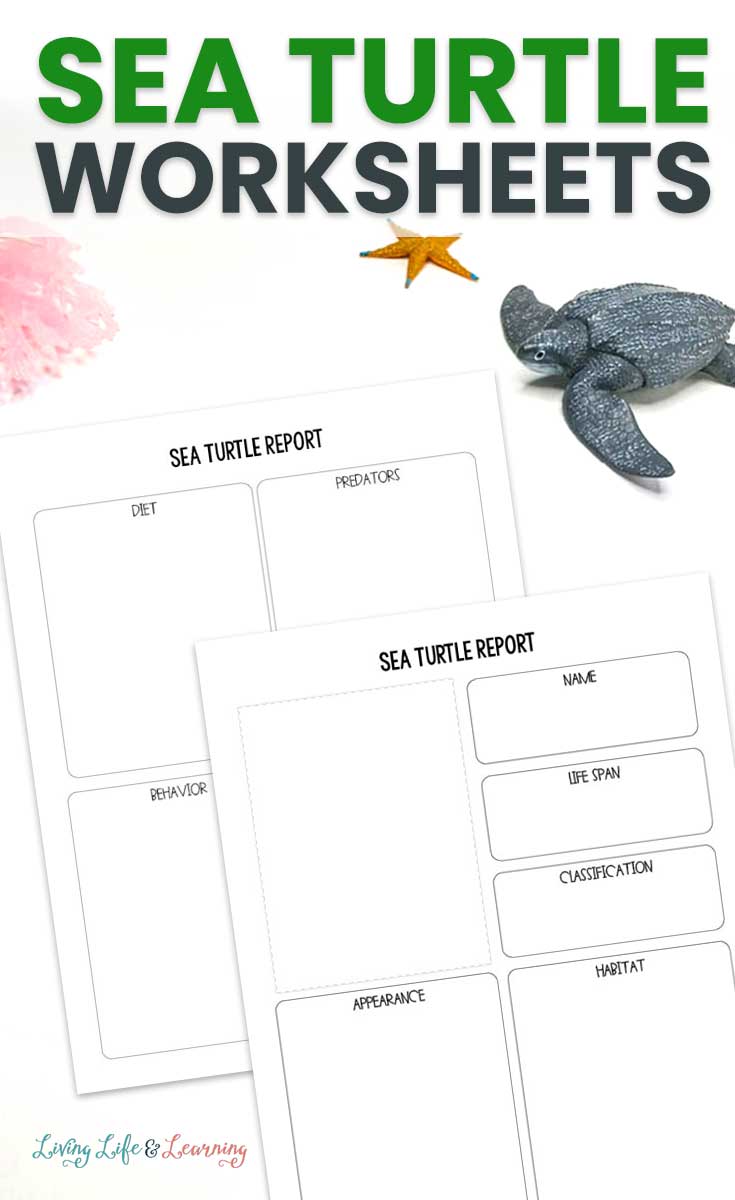 Free turtles worksheet, Download Free turtles worksheet png images, Free Worksheets on Clipart ...