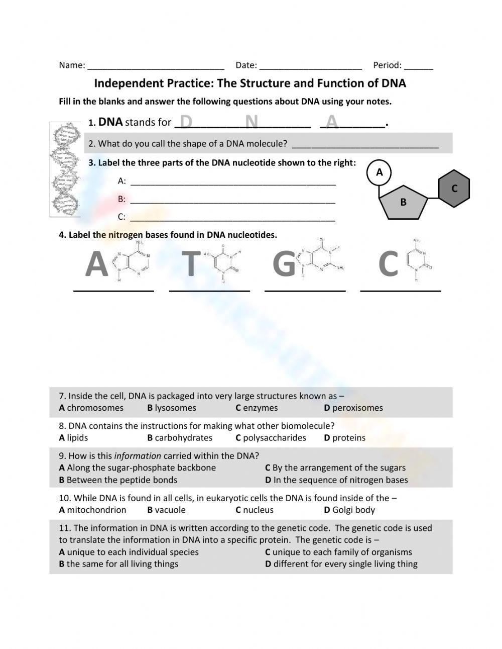DNA: Advanced Lesson - Worksheets Library