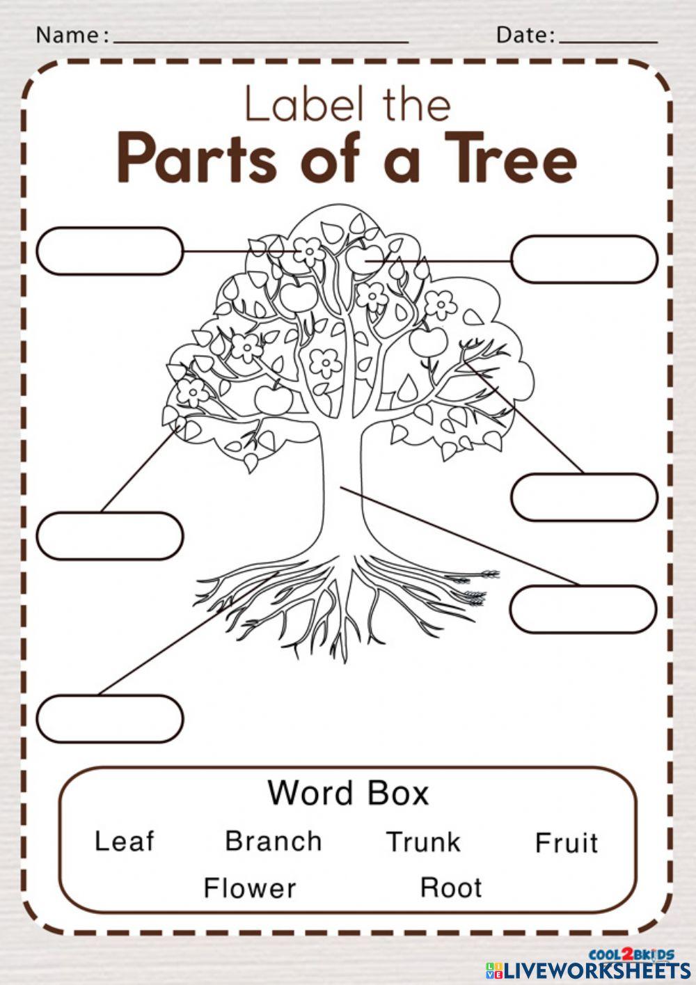 parts of the tree - ESL worksheet by viamail - Worksheets Library