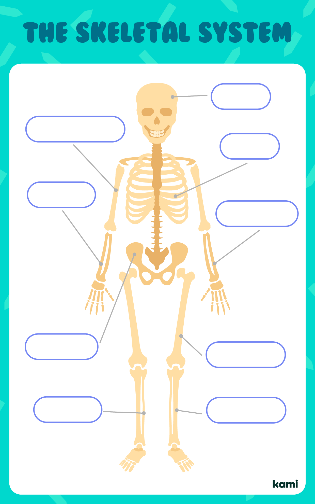 The Skeletal System For Teachers Perfect For Grades 10th 11th The Skeletal System For Teachers Perfect For Grades 10th 11th